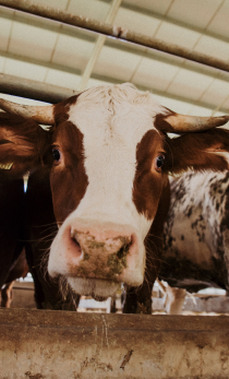 Ferma Baciu - Romanian quality beef, carried with love from farm to fork