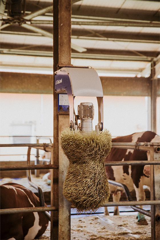 Ferma Baciu - Romanian quality beef, carried with love from farm to fork