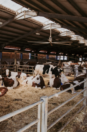 Ferma Baciu - Romanian quality beef, carried with love from farm to fork