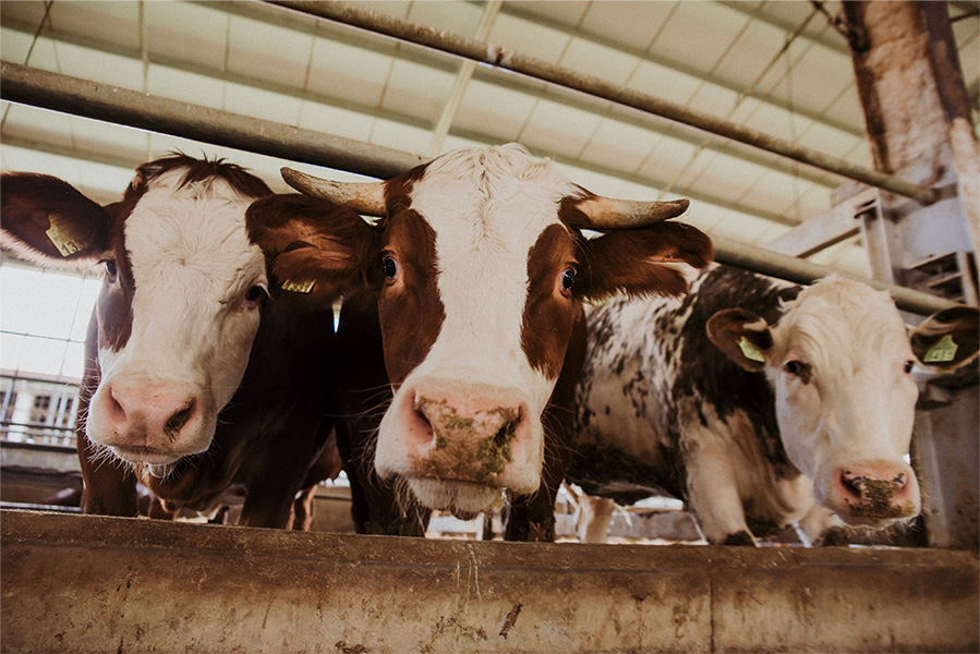 Ferma Baciu - Romanian quality beef, carried with love from farm to fork