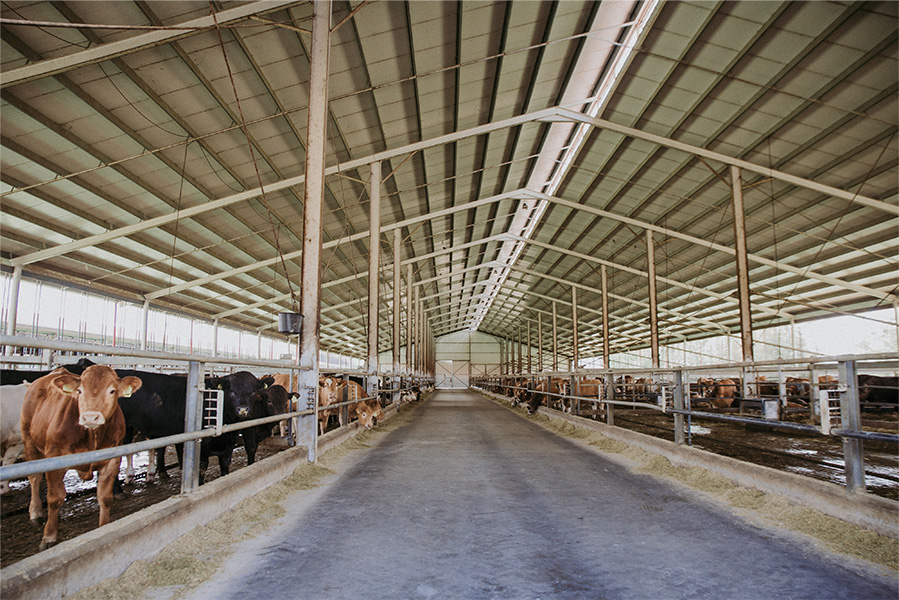 Ferma Baciu - Romanian quality beef, carried with love from farm to fork